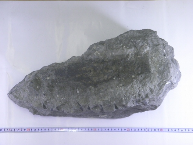 Linuparus sp.｜いわきデジタルミュージアム