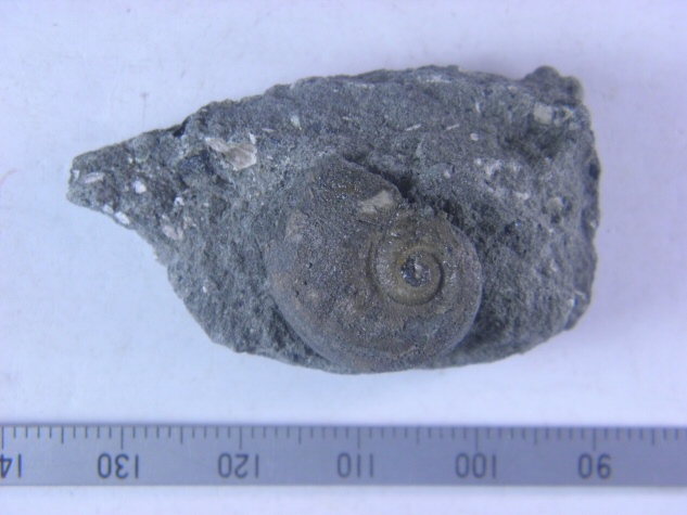 Gyroides sp.｜いわきデジタルミュージアム