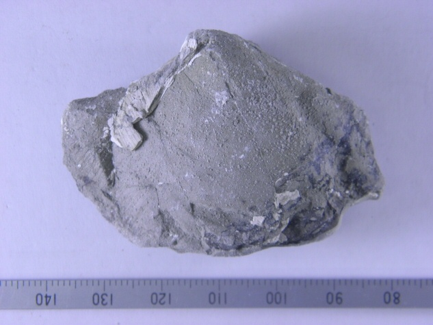 Macoma ? sp.｜いわきデジタルミュージアム