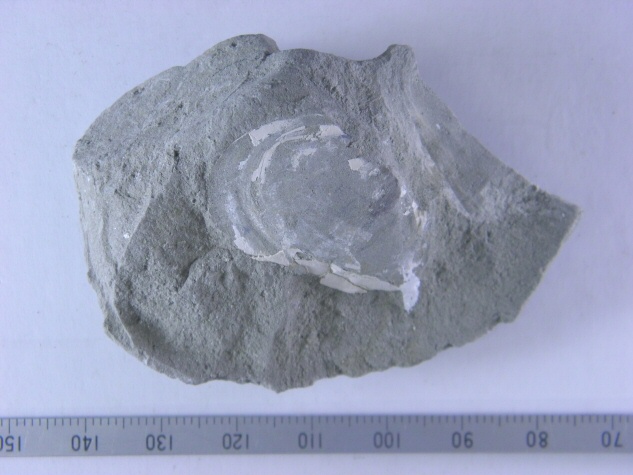 Macoma ? sp.｜いわきデジタルミュージアム