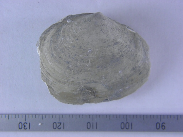 Macoma sp.｜いわきデジタルミュージアム