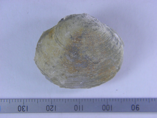 Macoma sp.｜いわきデジタルミュージアム