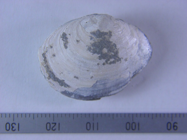 Macoma sp.｜いわきデジタルミュージアム