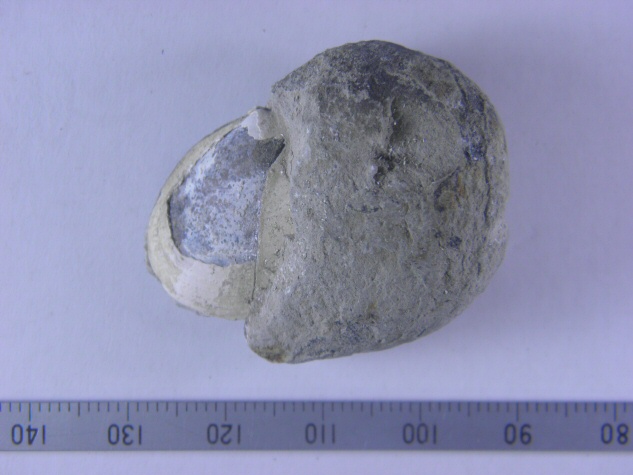 Macoma sp.｜いわきデジタルミュージアム