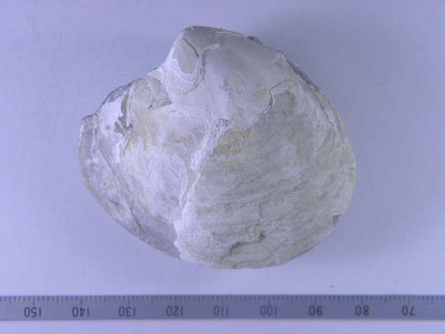 Dosinia sp.｜いわきデジタルミュージアム