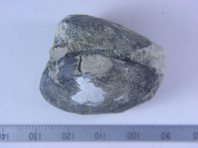 Macoma sp.｜いわきデジタルミュージアム