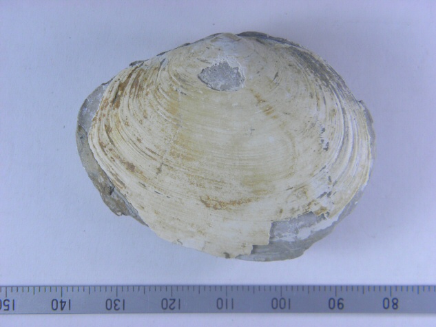 Macoma sp.｜いわきデジタルミュージアム