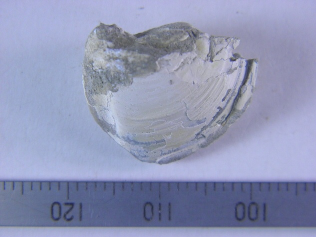 Macoma sp.｜いわきデジタルミュージアム