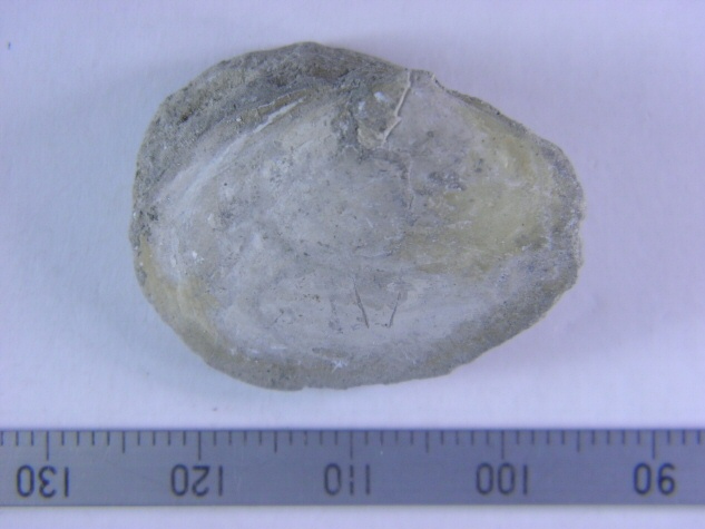 Macoma sp.｜いわきデジタルミュージアム