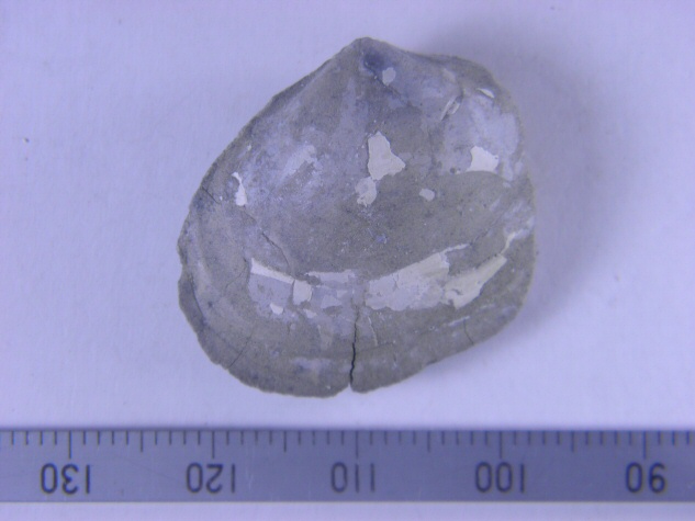 Macoma ? sp.｜いわきデジタルミュージアム