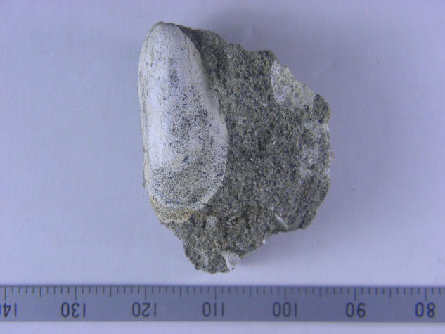 Brachidontes sp.｜いわきデジタルミュージアム