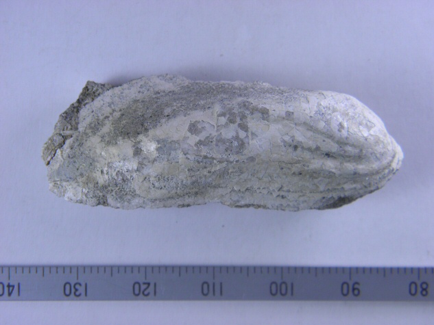 Brachidontes sp.｜いわきデジタルミュージアム