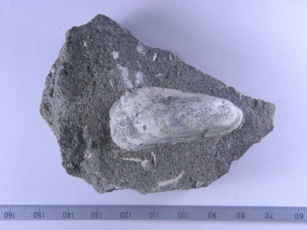 Brachidontes sp.｜いわきデジタルミュージアム