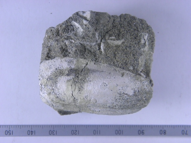 Brachidontes sp.｜いわきデジタルミュージアム