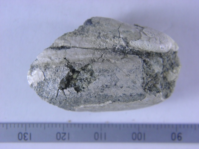 Brachidontes sp.｜いわきデジタルミュージアム