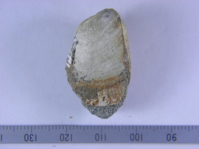 Brachidontes sp.｜いわきデジタルミュージアム