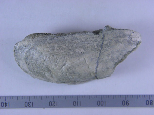 Brachidontes sp.｜いわきデジタルミュージアム