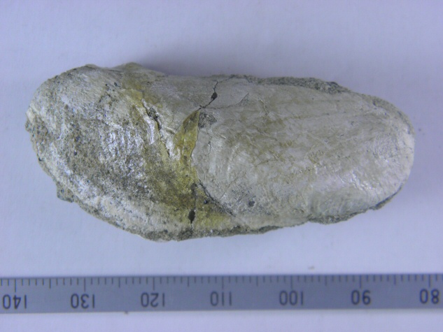 Brachidontes sp.｜いわきデジタルミュージアム