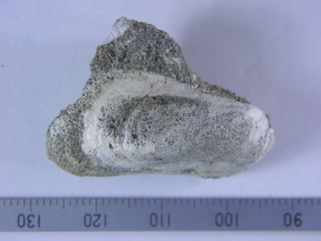 Brachidontes sp.｜いわきデジタルミュージアム