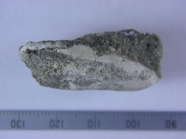 Brachidontes sp.｜いわきデジタルミュージアム