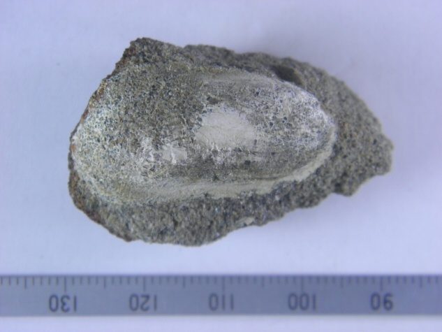 Brachidontes sp.｜いわきデジタルミュージアム