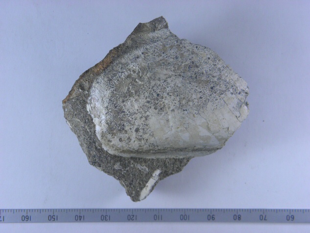 Brachidontes sp.｜いわきデジタルミュージアム