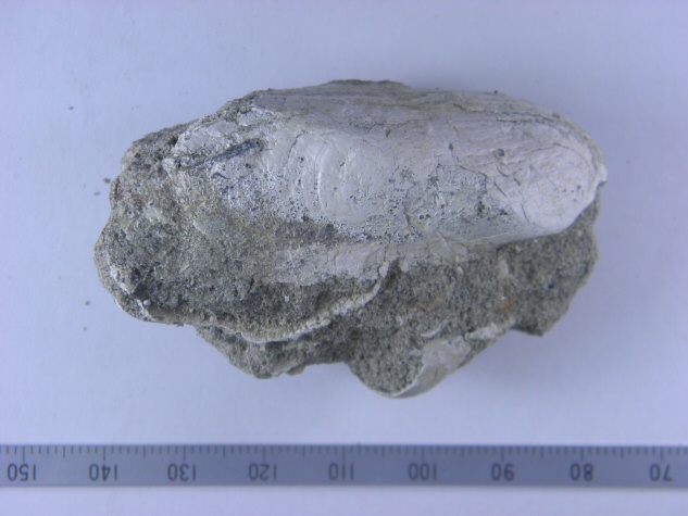 Modiolus ? sp.｜いわきデジタルミュージアム