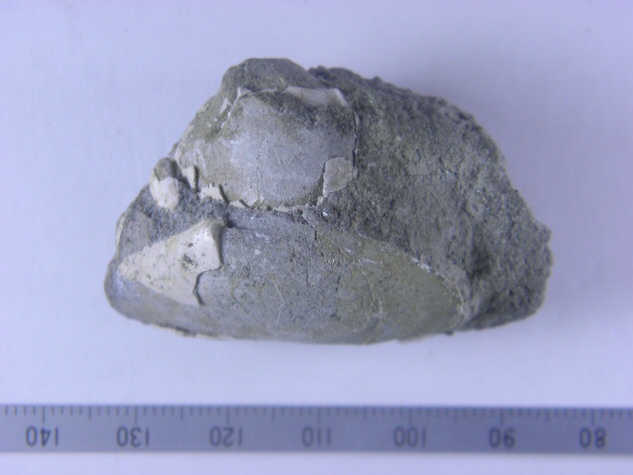 Macoma sp.｜いわきデジタルミュージアム