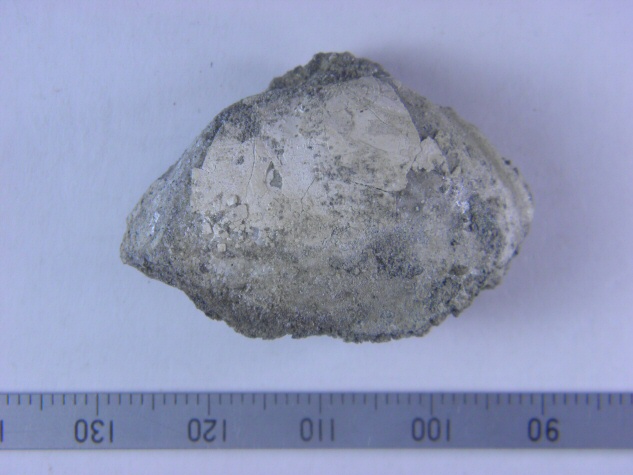 Macoma ? sp.｜いわきデジタルミュージアム