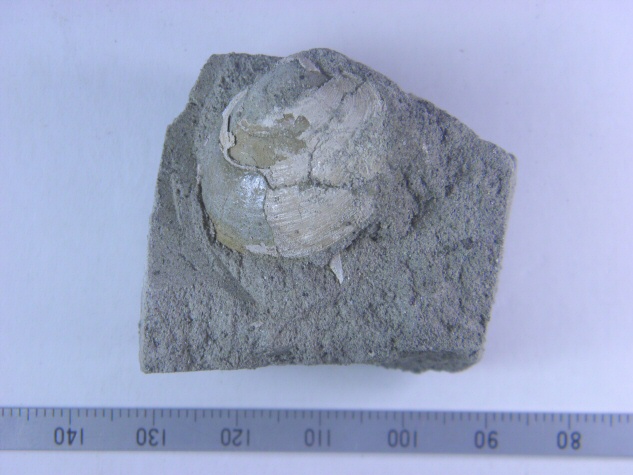 Macoma ? sp.｜いわきデジタルミュージアム