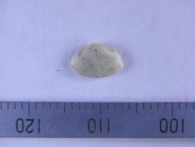 画像一覧｜Anisocorbula venusta (Gould)｜いわきデジタルミュージアム