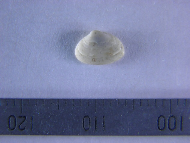 Anisocorbula venusta (Gould)｜いわきデジタルミュージアム