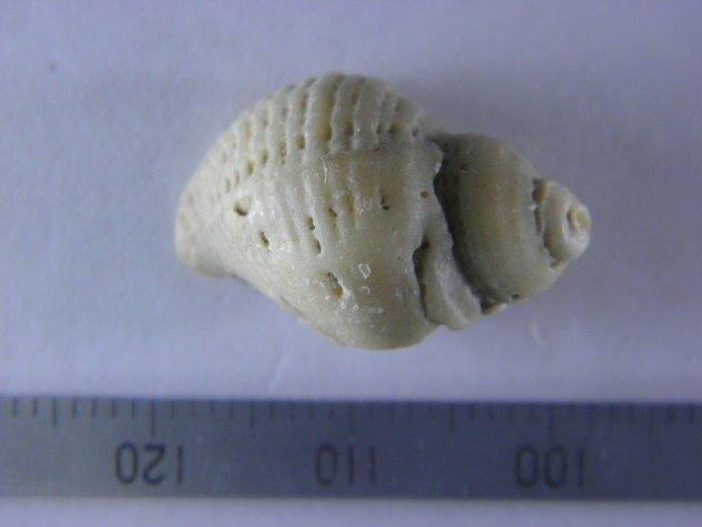 Neptunea ? sp.｜いわきデジタルミュージアム