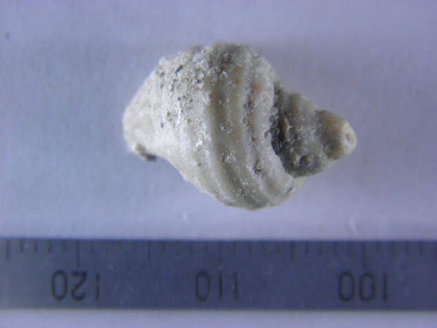 Neptunea ? sp.｜いわきデジタルミュージアム