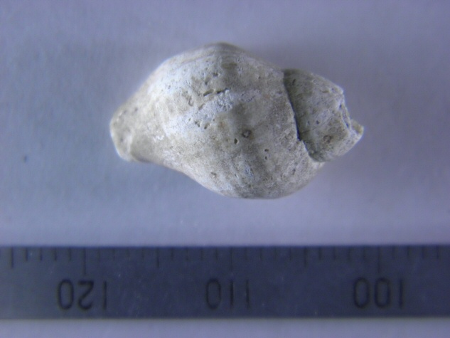 Neptunea ? sp.｜いわきデジタルミュージアム