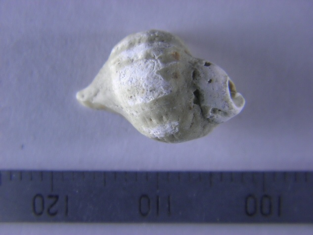 Neptunea ? sp.｜いわきデジタルミュージアム