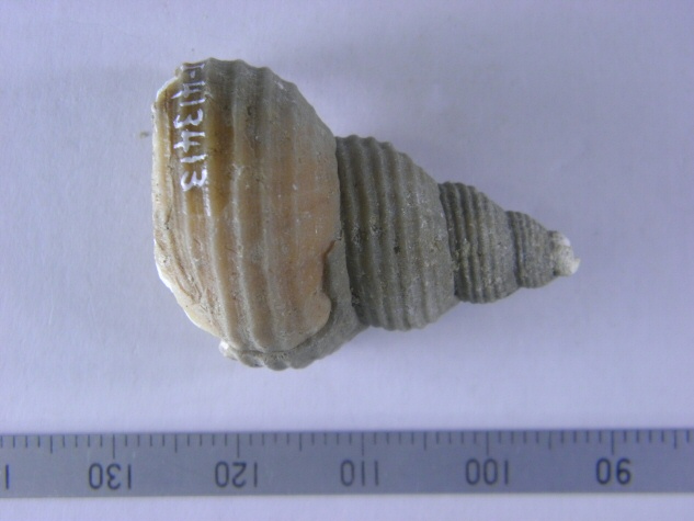 Neptunea sp.｜いわきデジタルミュージアム