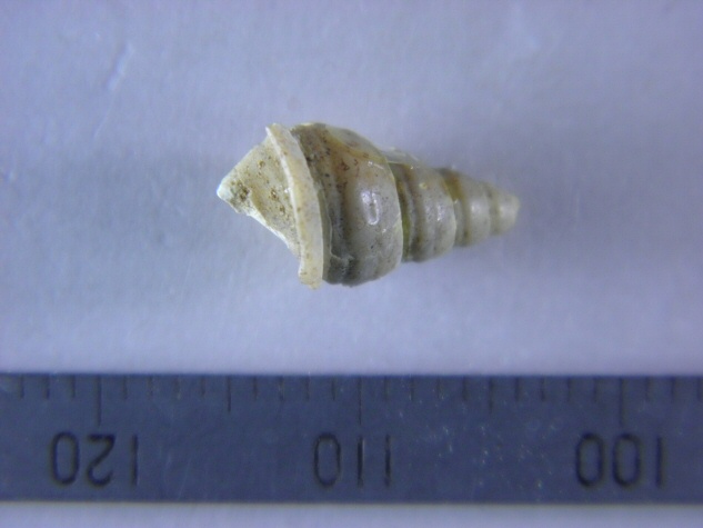 Neptunea sp.｜いわきデジタルミュージアム