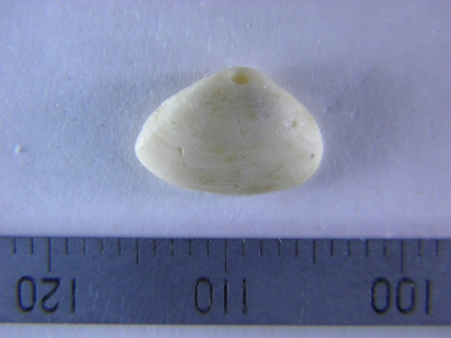 Anisocorbula venusta (Gould)｜いわきデジタルミュージアム