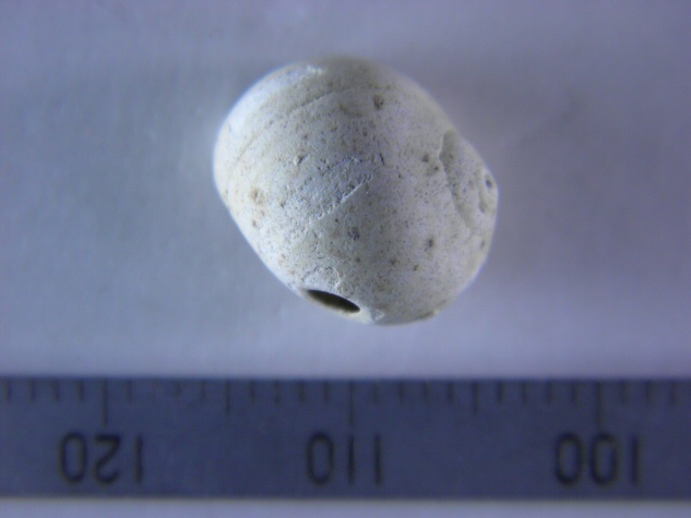 Tectonatica ? sp.｜いわきデジタルミュージアム