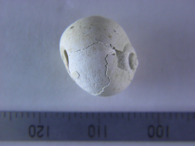 Tectonatica sp.｜いわきデジタルミュージアム