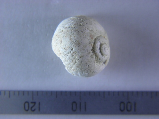 Tectonatica sp.｜いわきデジタルミュージアム