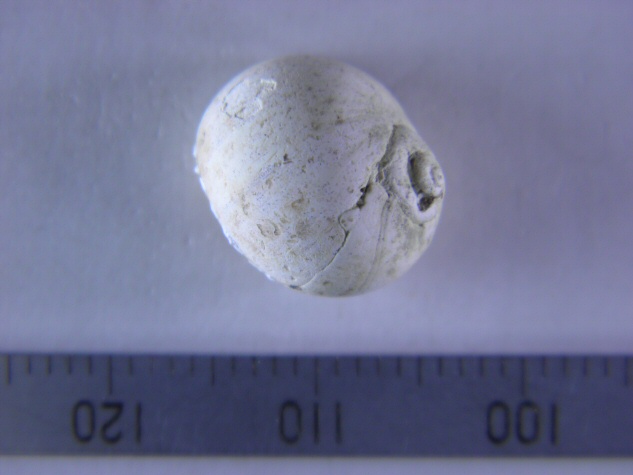 Tectonatica sp.｜いわきデジタルミュージアム