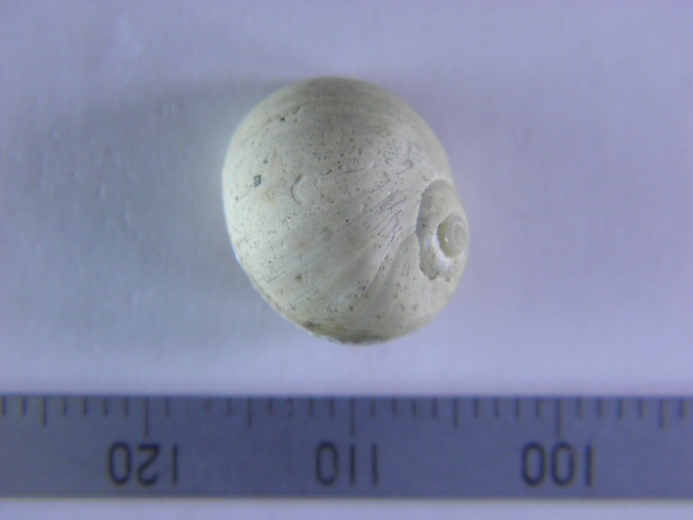 Tectonatica sp.｜いわきデジタルミュージアム