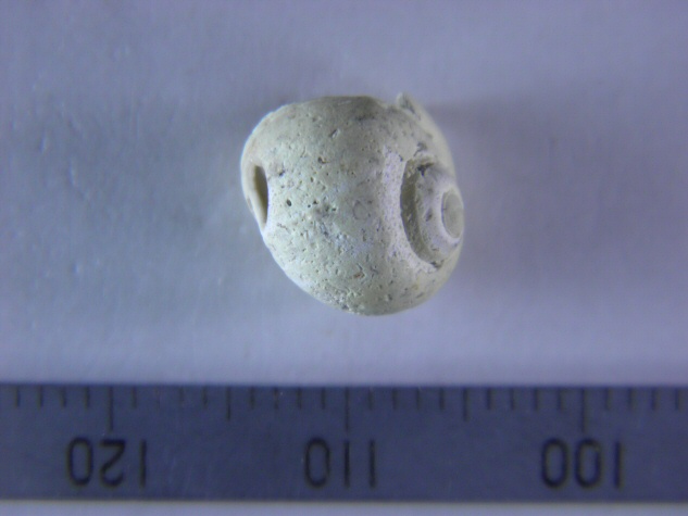 Tectonatica sp.｜いわきデジタルミュージアム