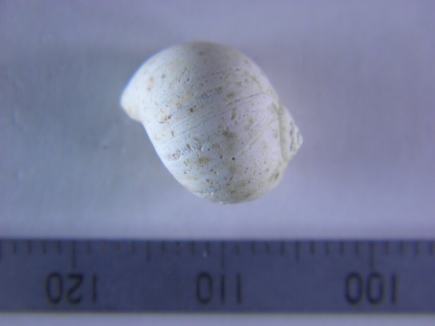 Tectonatica sp.｜いわきデジタルミュージアム