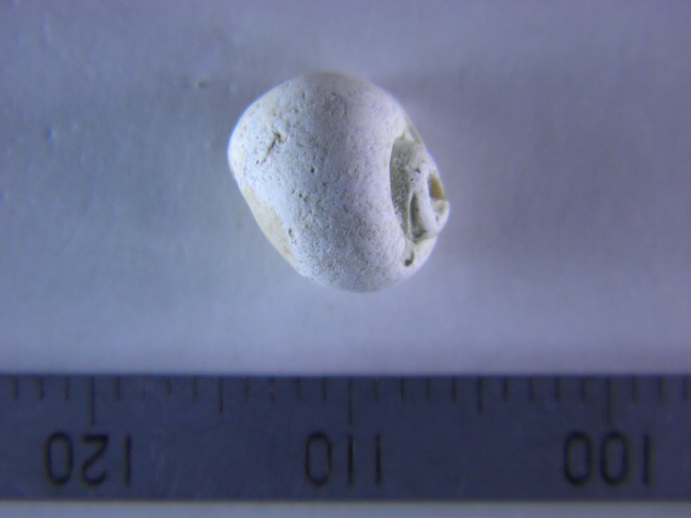 Tectonatica ? sp.｜いわきデジタルミュージアム