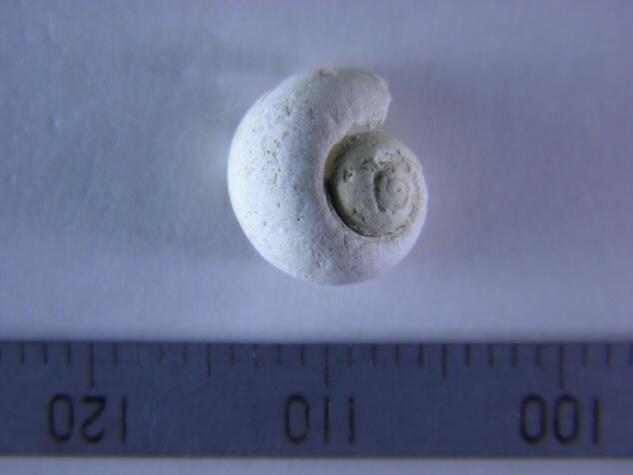 Tectonatica ? sp.｜いわきデジタルミュージアム