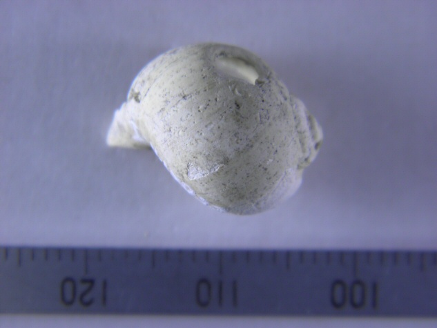 Tectonatica ? sp.｜いわきデジタルミュージアム