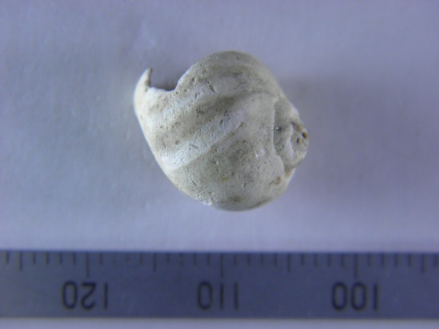 Tectonatica ? sp.｜いわきデジタルミュージアム